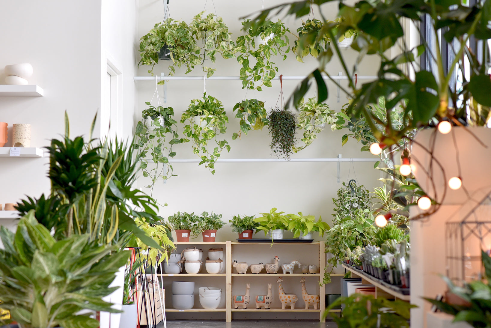 Benefits of Houseplants