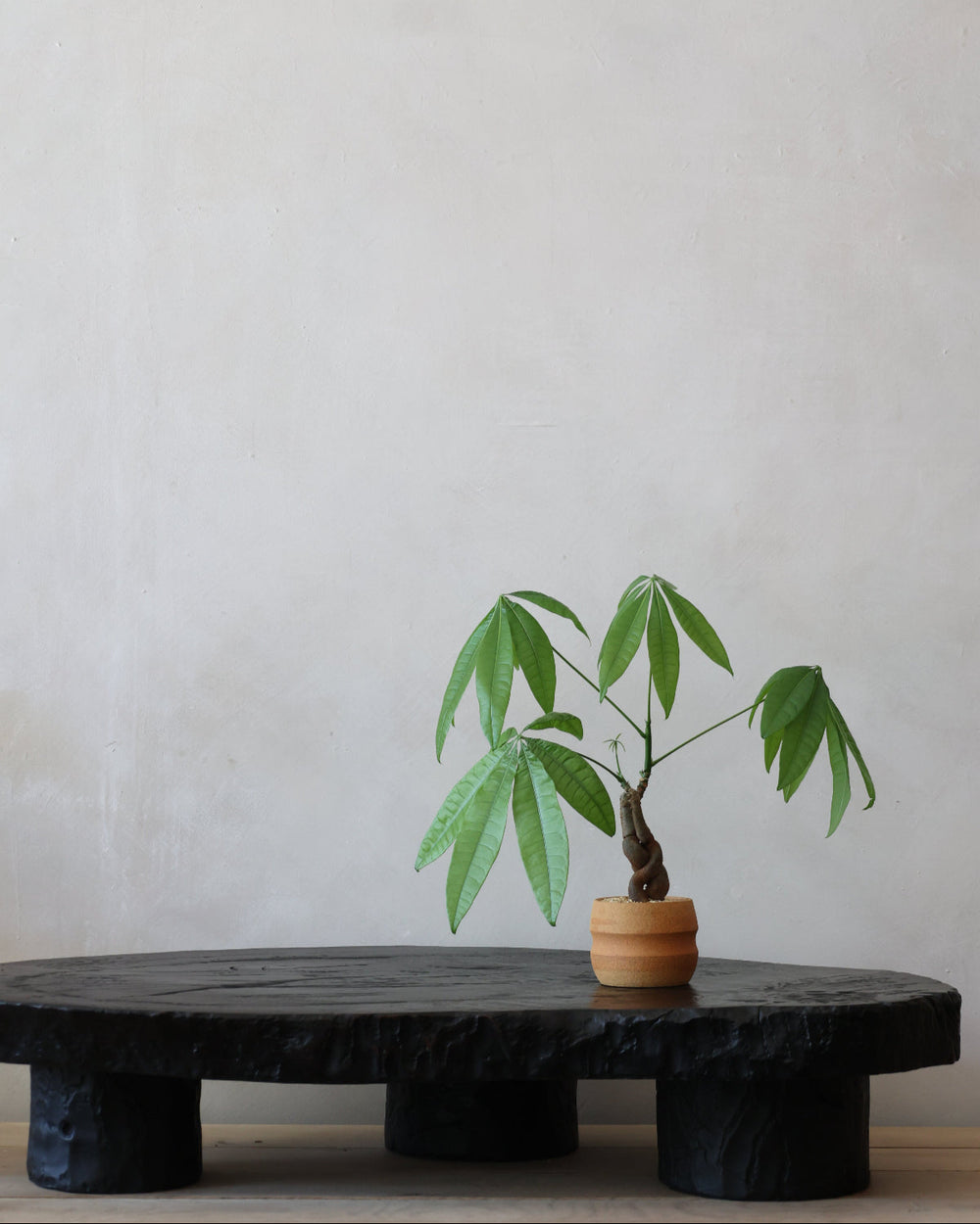 Table Plants