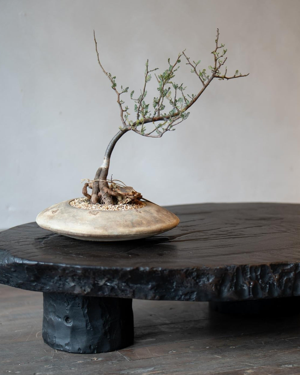 Table Plants